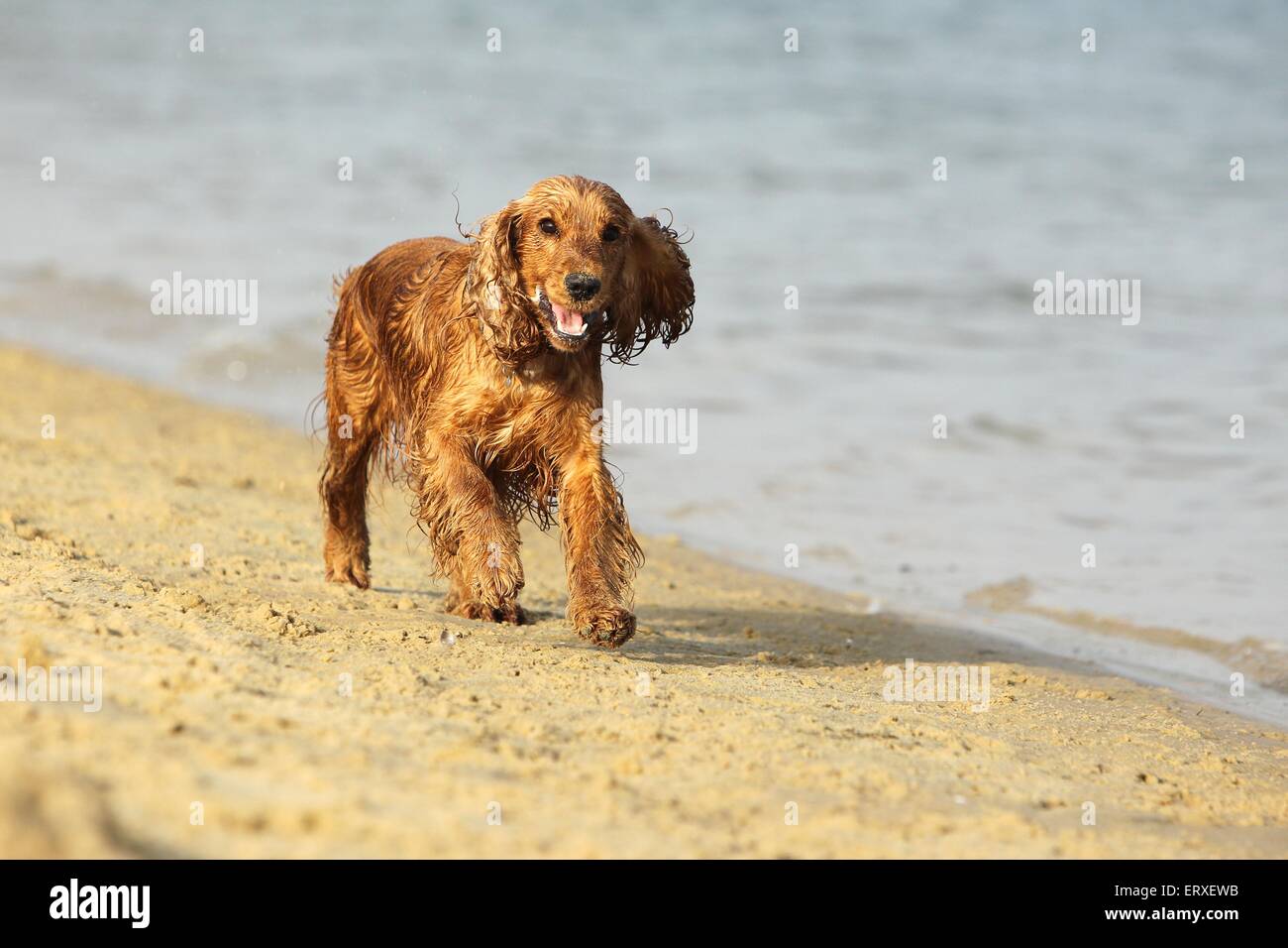 running English Cocker Spaniel Stock Photo - Alamy