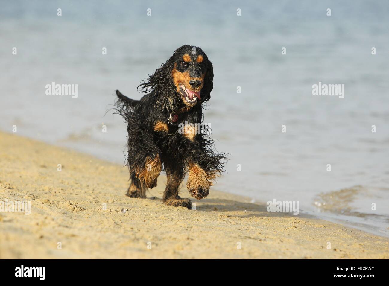 running English Cocker Spaniel Stock Photo - Alamy