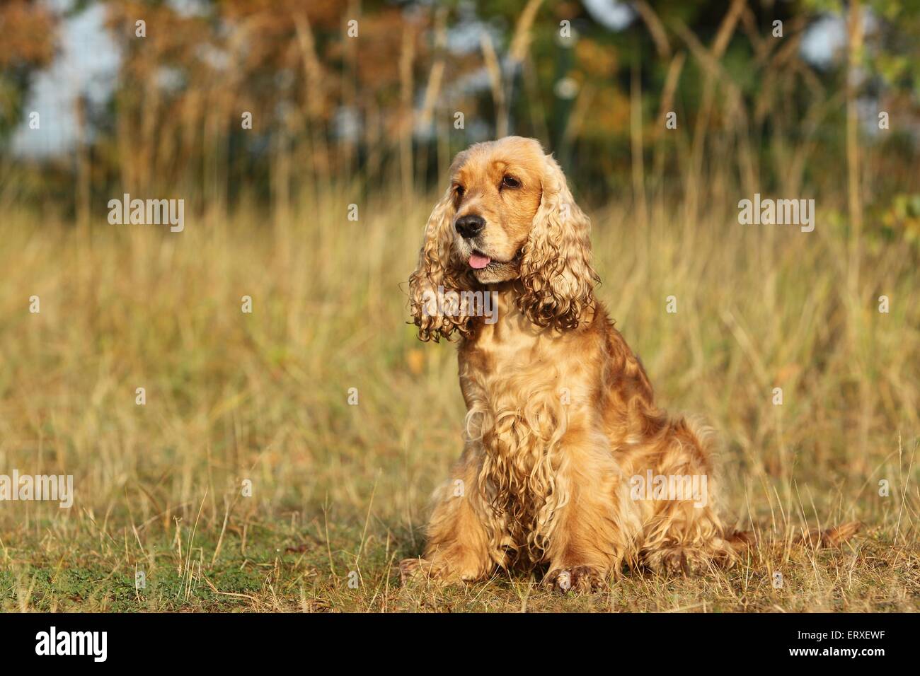 sitting English Cocker Spaniel Stock Photo - Alamy