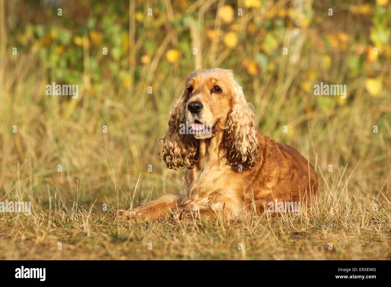 lying English Cocker Spaniel Stock Photo - Alamy