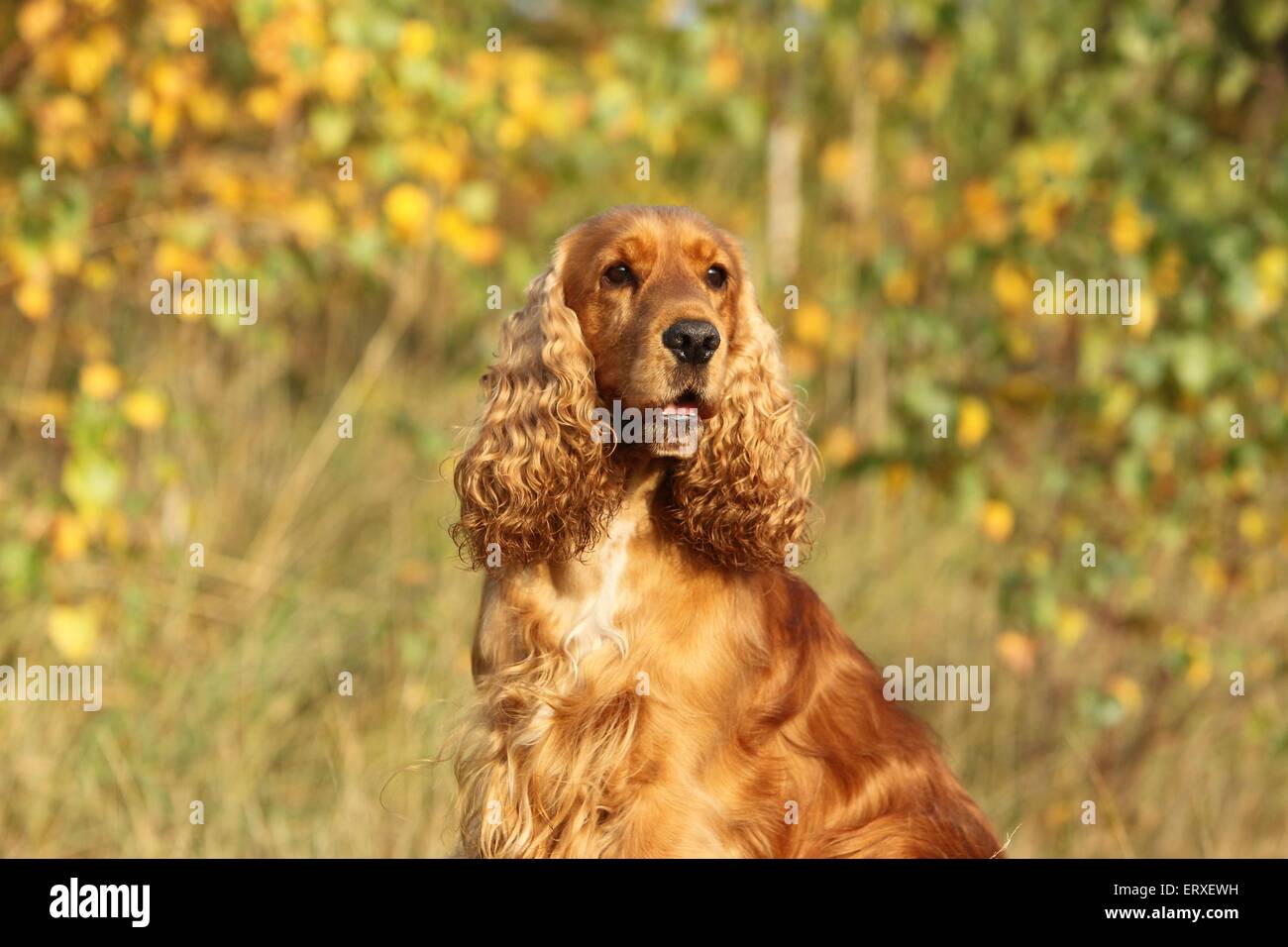English Cocker Spaniel Portrait Stock Photo - Alamy