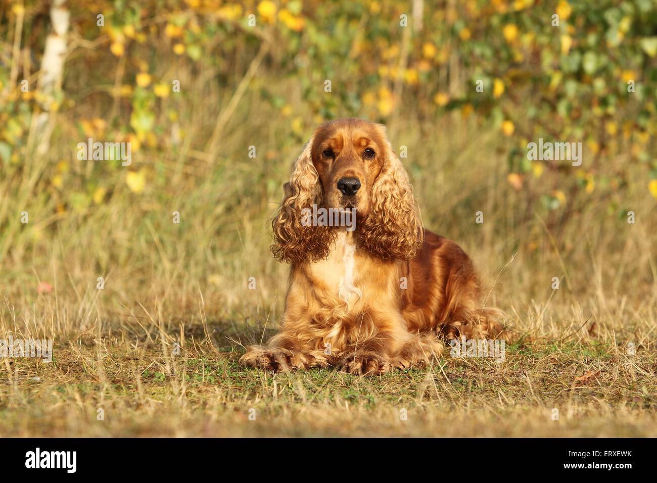lying English Cocker Spaniel Stock Photo - Alamy