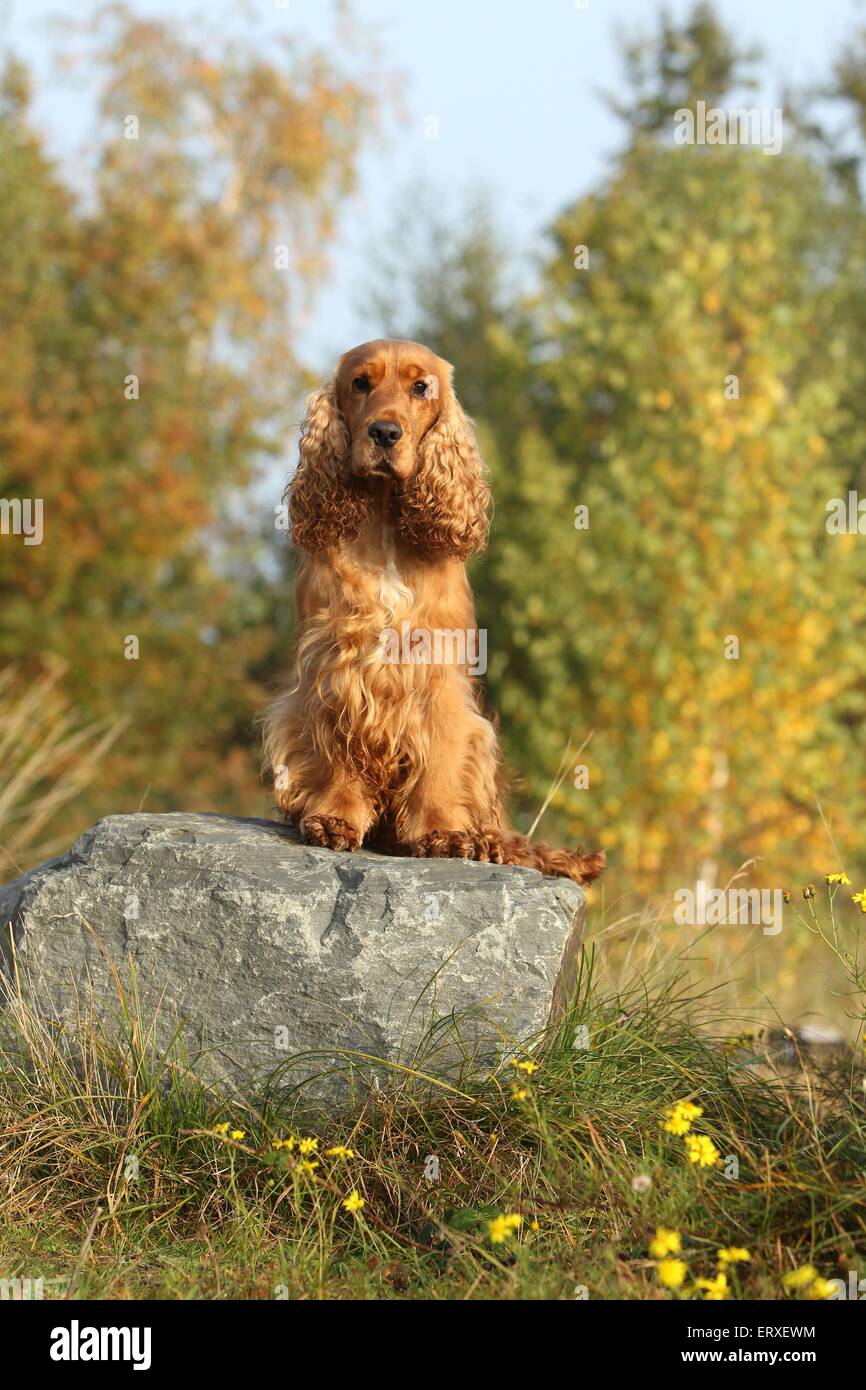 sitting English Cocker Spaniel Stock Photo - Alamy