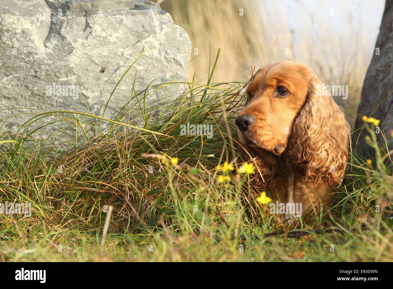 English Cocker Spaniel Portrait Stock Photo - Alamy