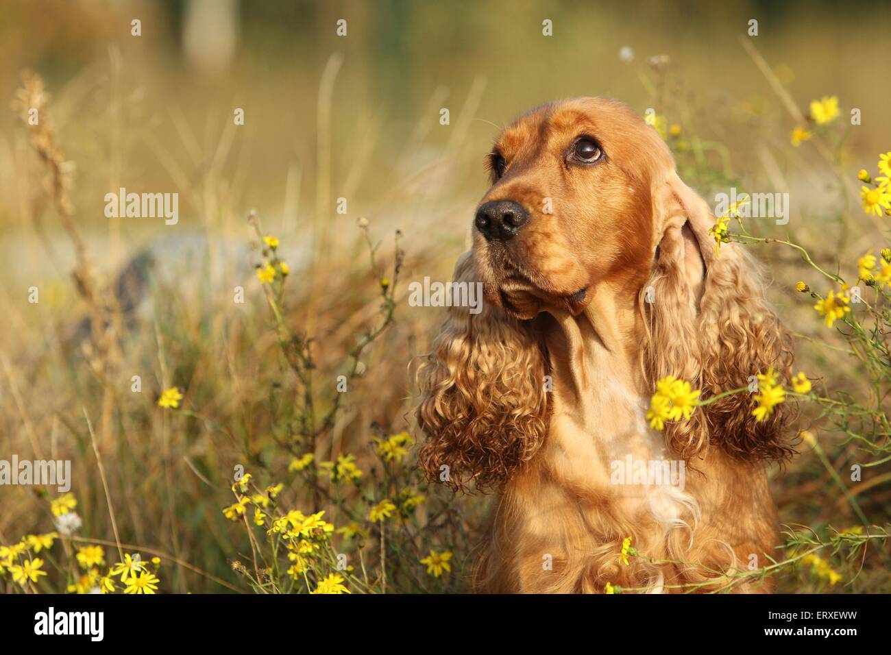 English Cocker Spaniel Portrait Stock Photo - Alamy