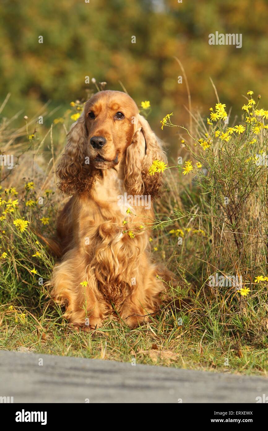 sitting English Cocker Spaniel Stock Photo - Alamy