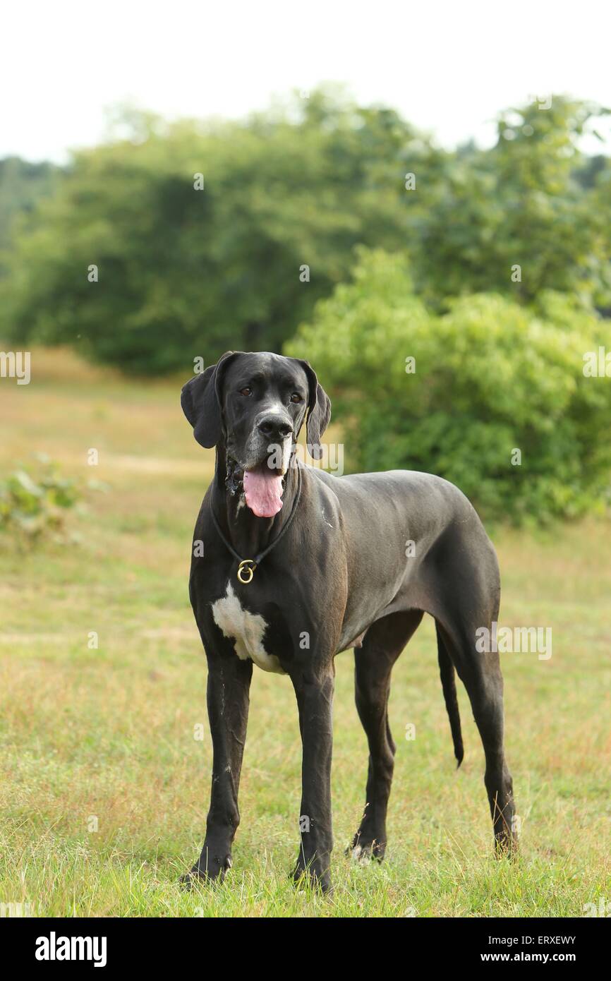 Great dane standing meadow hi-res stock photography and images - Alamy