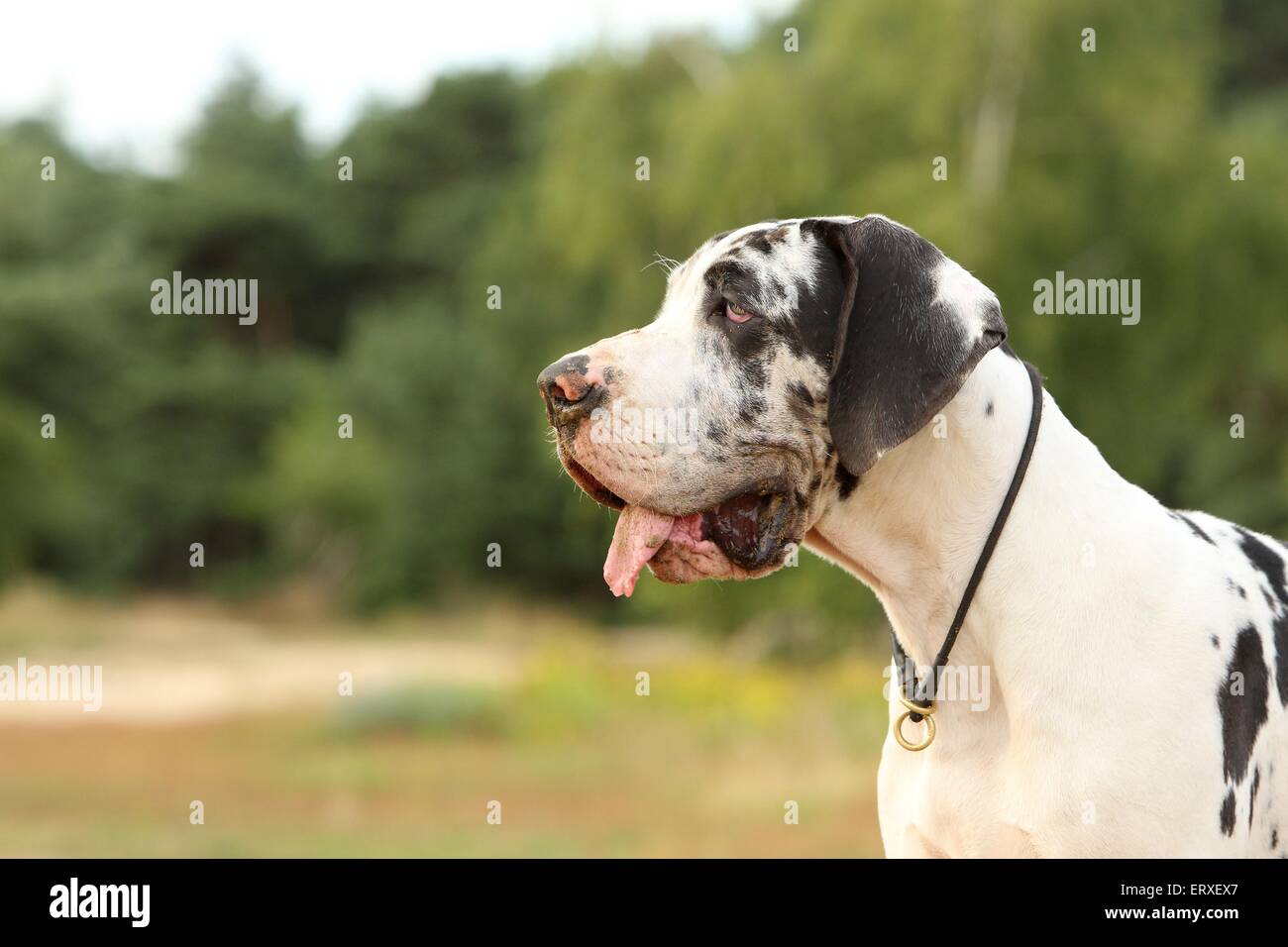 Great Dane portrait Stock Photo - Alamy