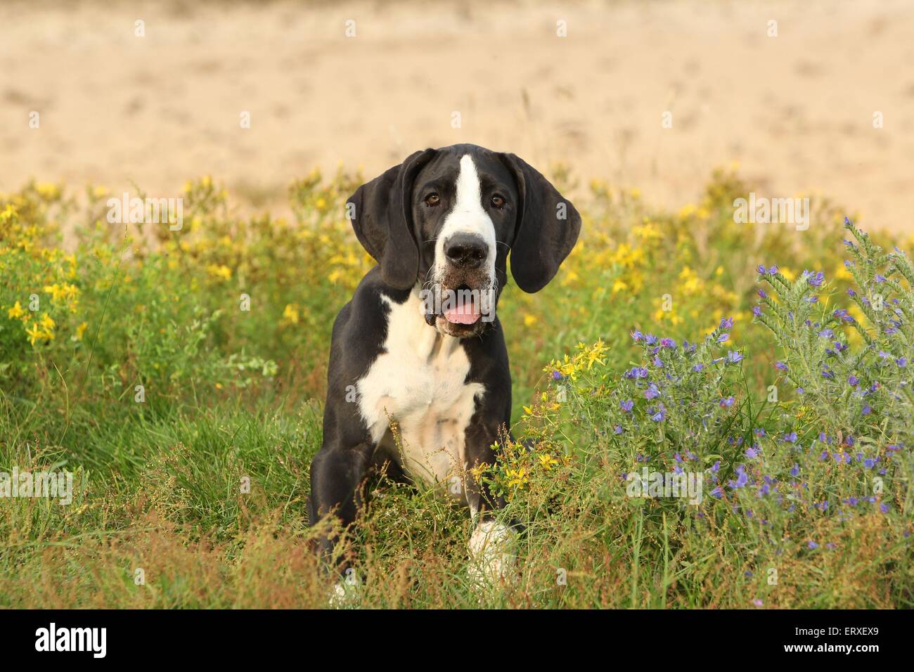 lying Great Dane Stock Photo - Alamy