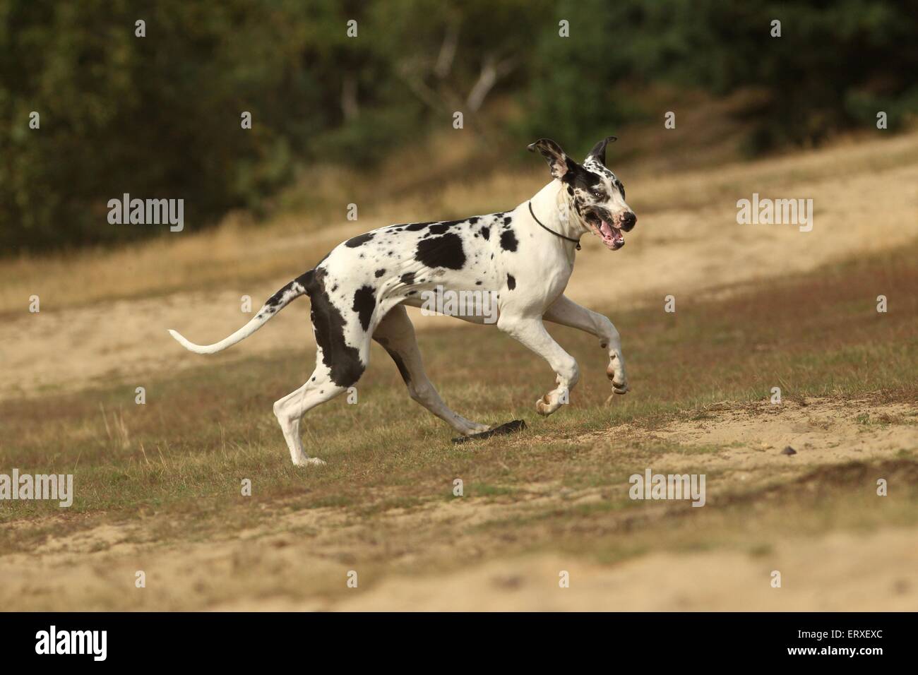 running Great Dane Stock Photo - Alamy