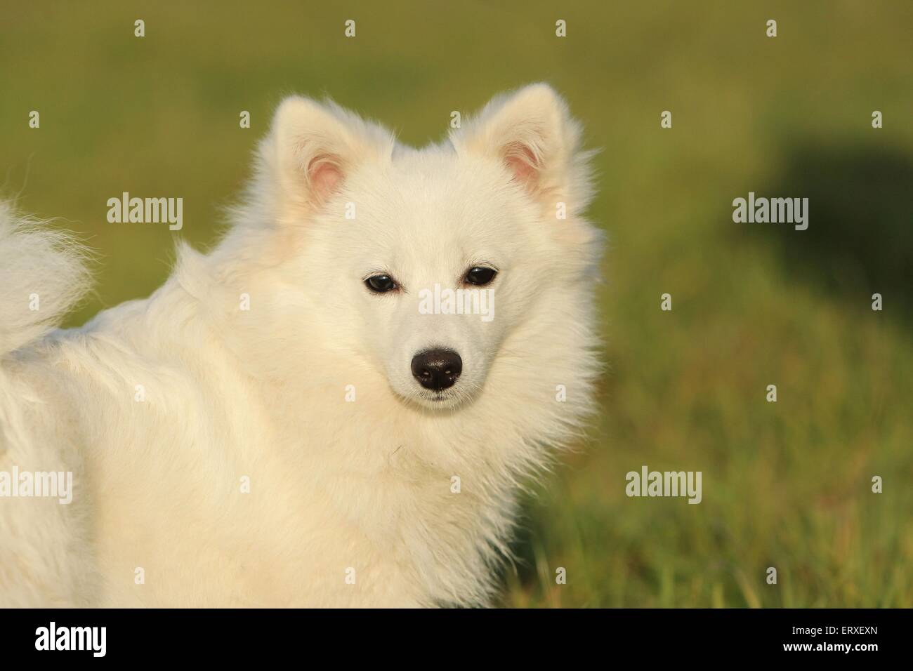German spitz dog hi-res stock photography and images - Alamy