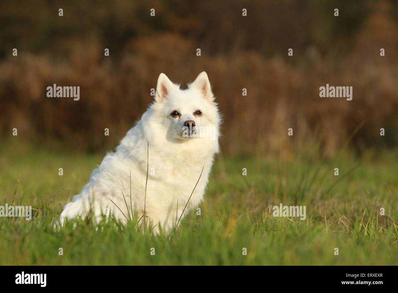 sitting german spitz Stock Photo - Alamy
