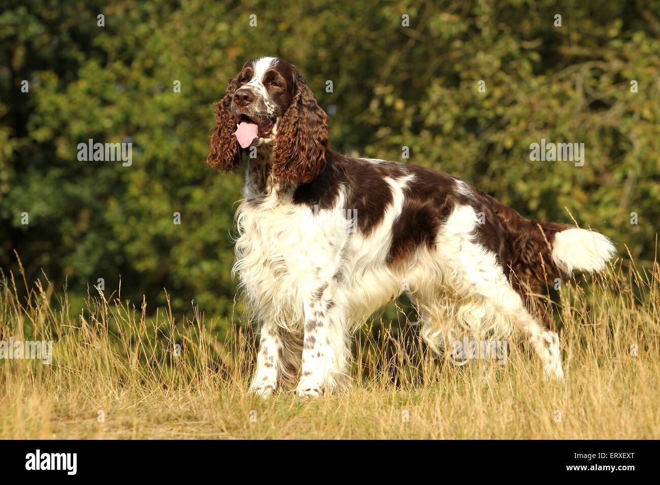 English Springer Spaniel Stock Photo - Alamy