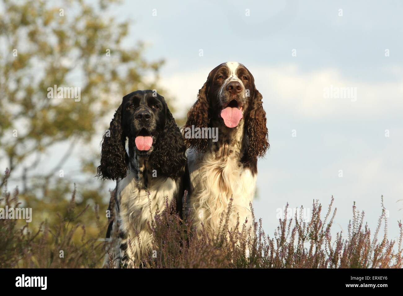 English springer spaniels hi-res stock photography and images - Alamy