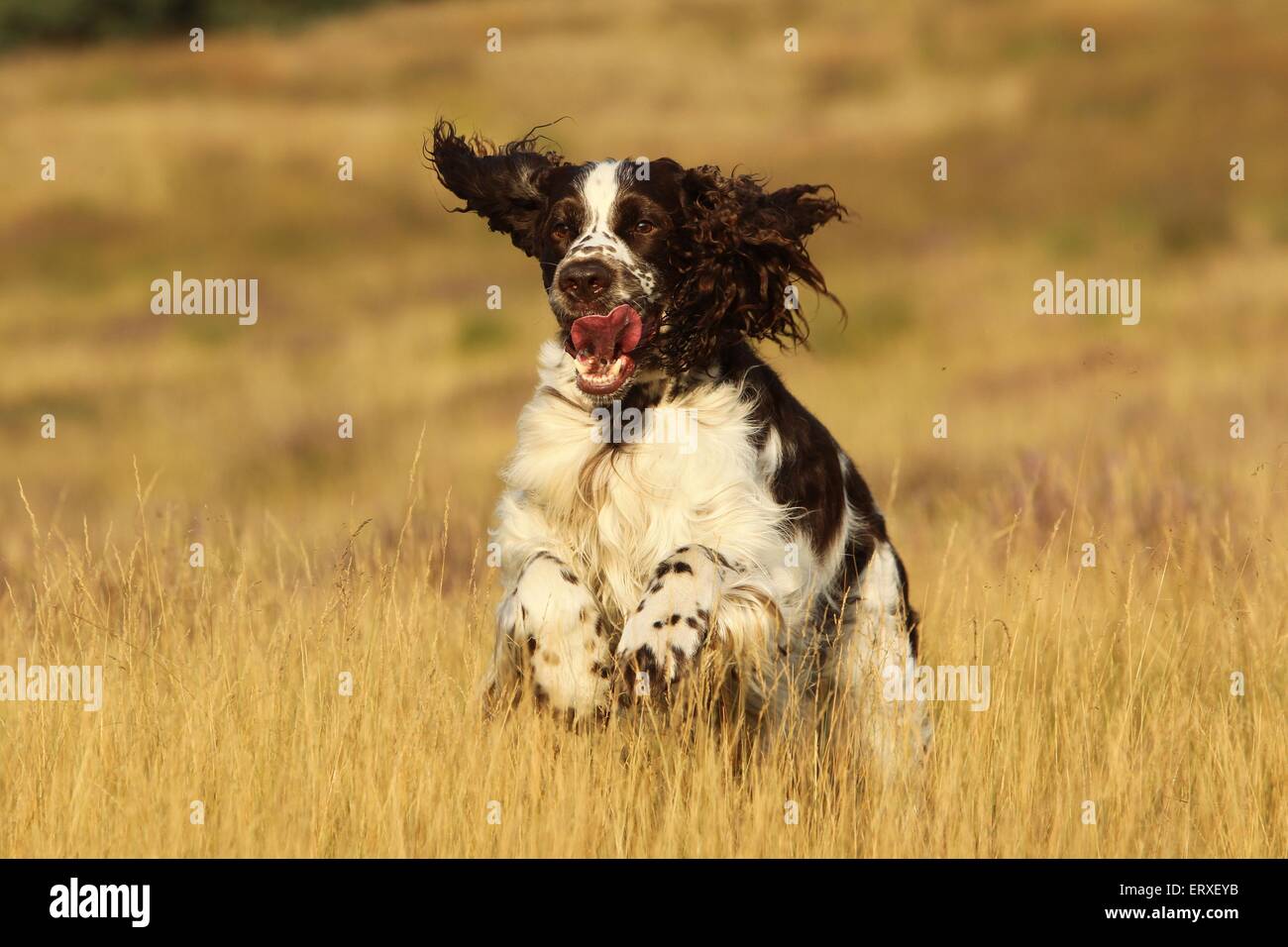 English springer spaniel fall hi-res stock photography and images - Alamy