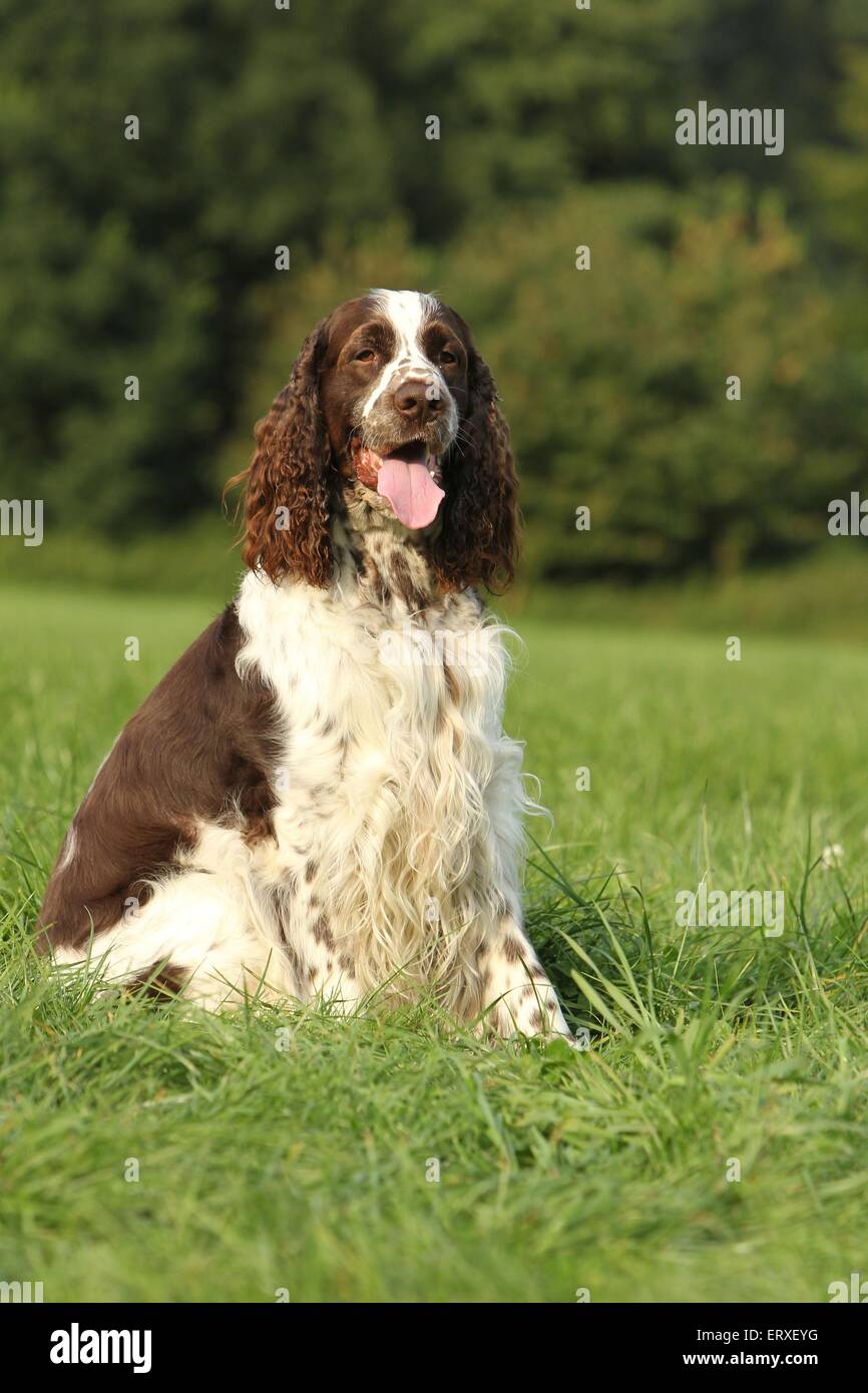 sitting English Springer Spaniel Stock Photo - Alamy