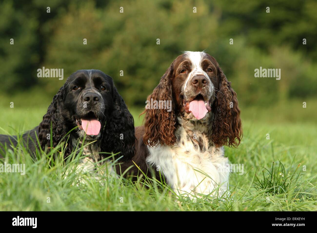 2 English Springer Spaniels Stock Photo - Alamy