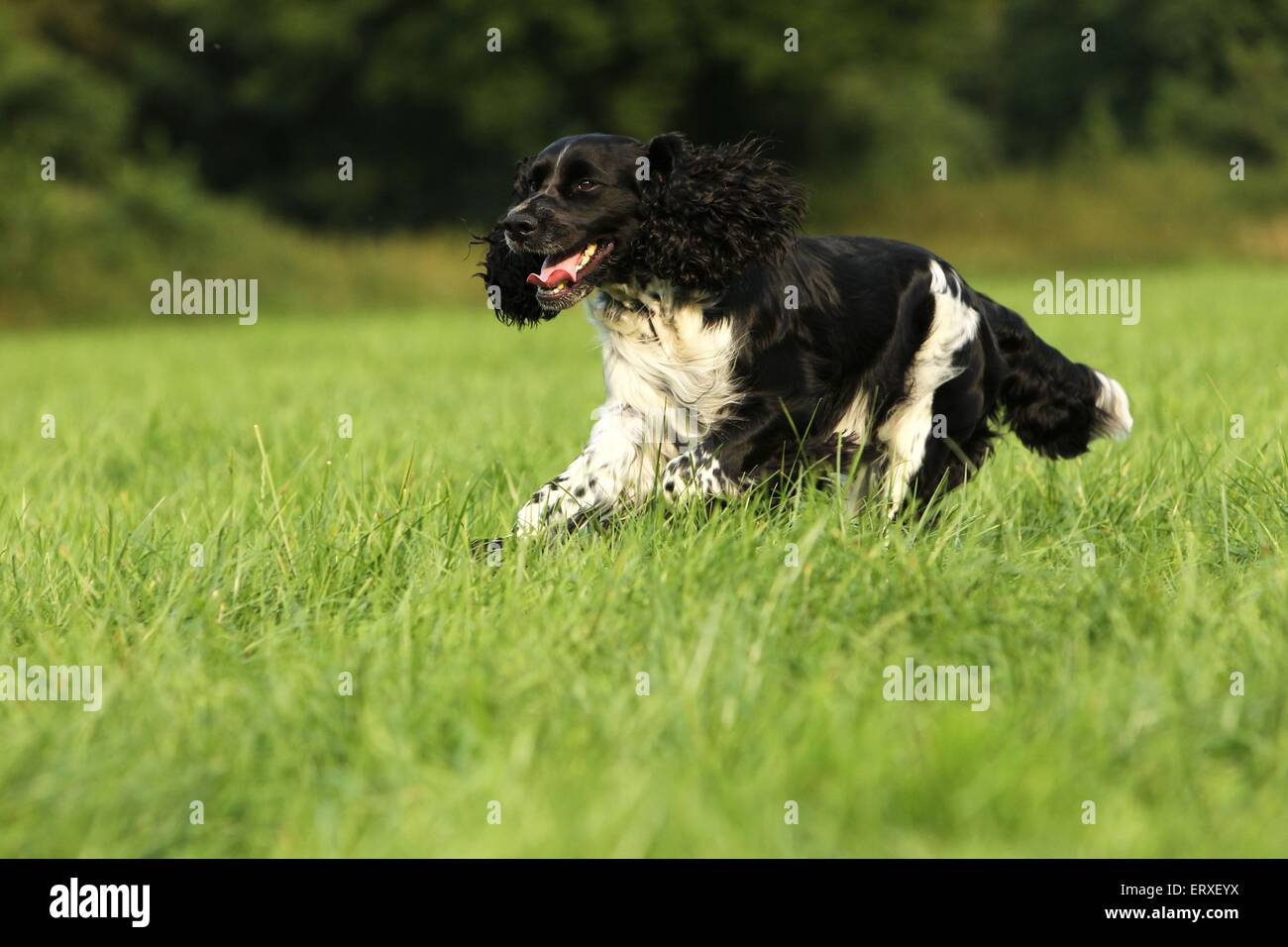 running English Springer Spaniel Stock Photo - Alamy