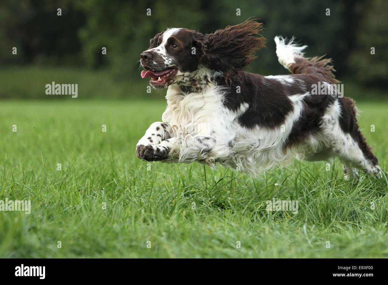 running English Springer Spaniel Stock Photo - Alamy