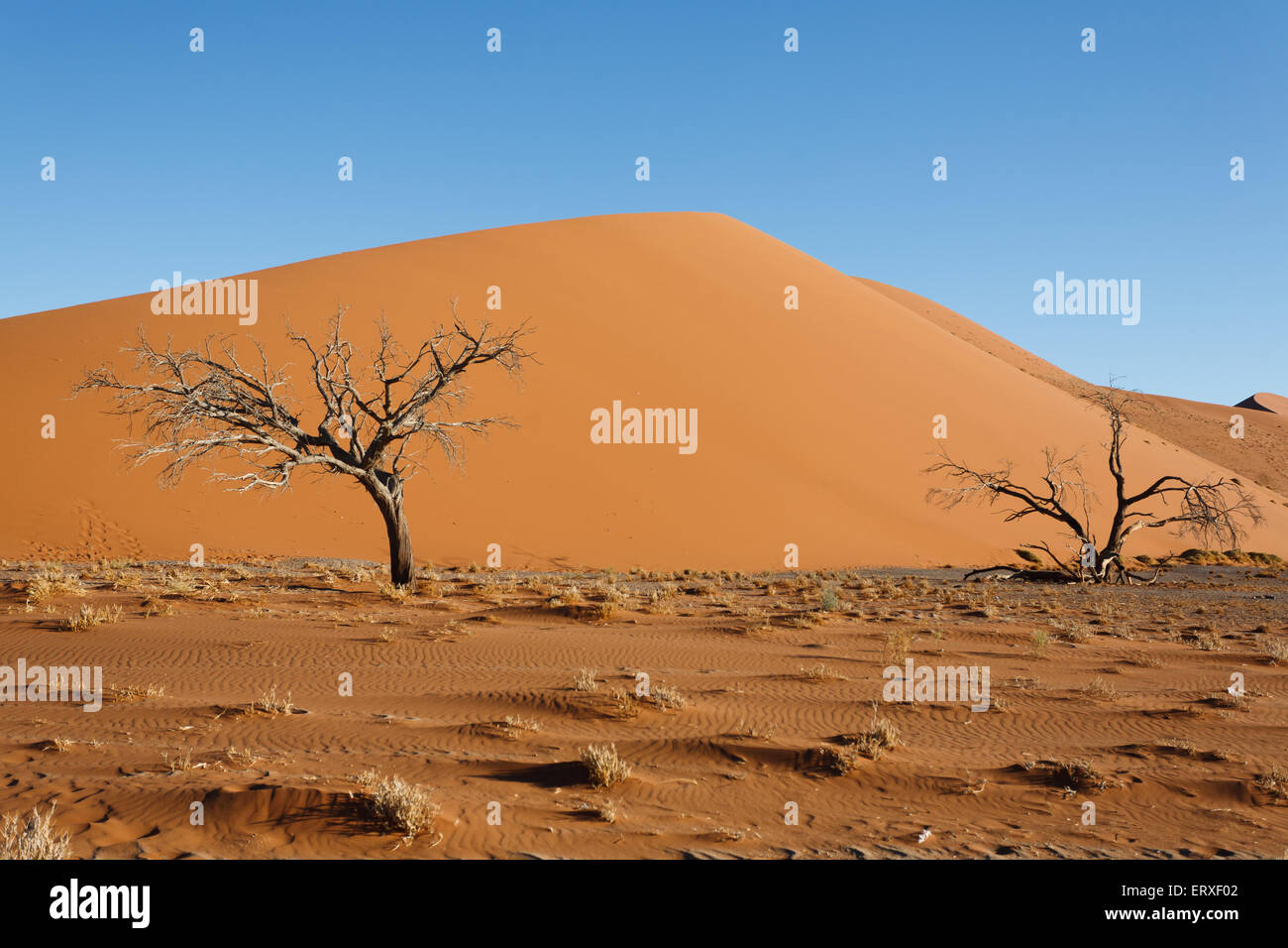 Red dunes on the road to Sossusvlei, Namibia Stock Photo - Alamy