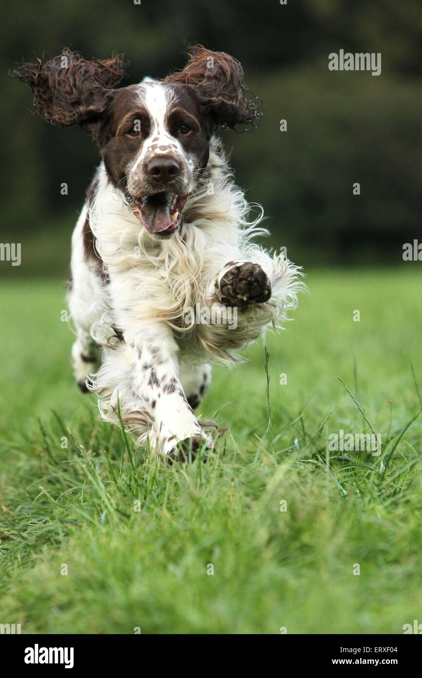 running English Springer Spaniel Stock Photo - Alamy