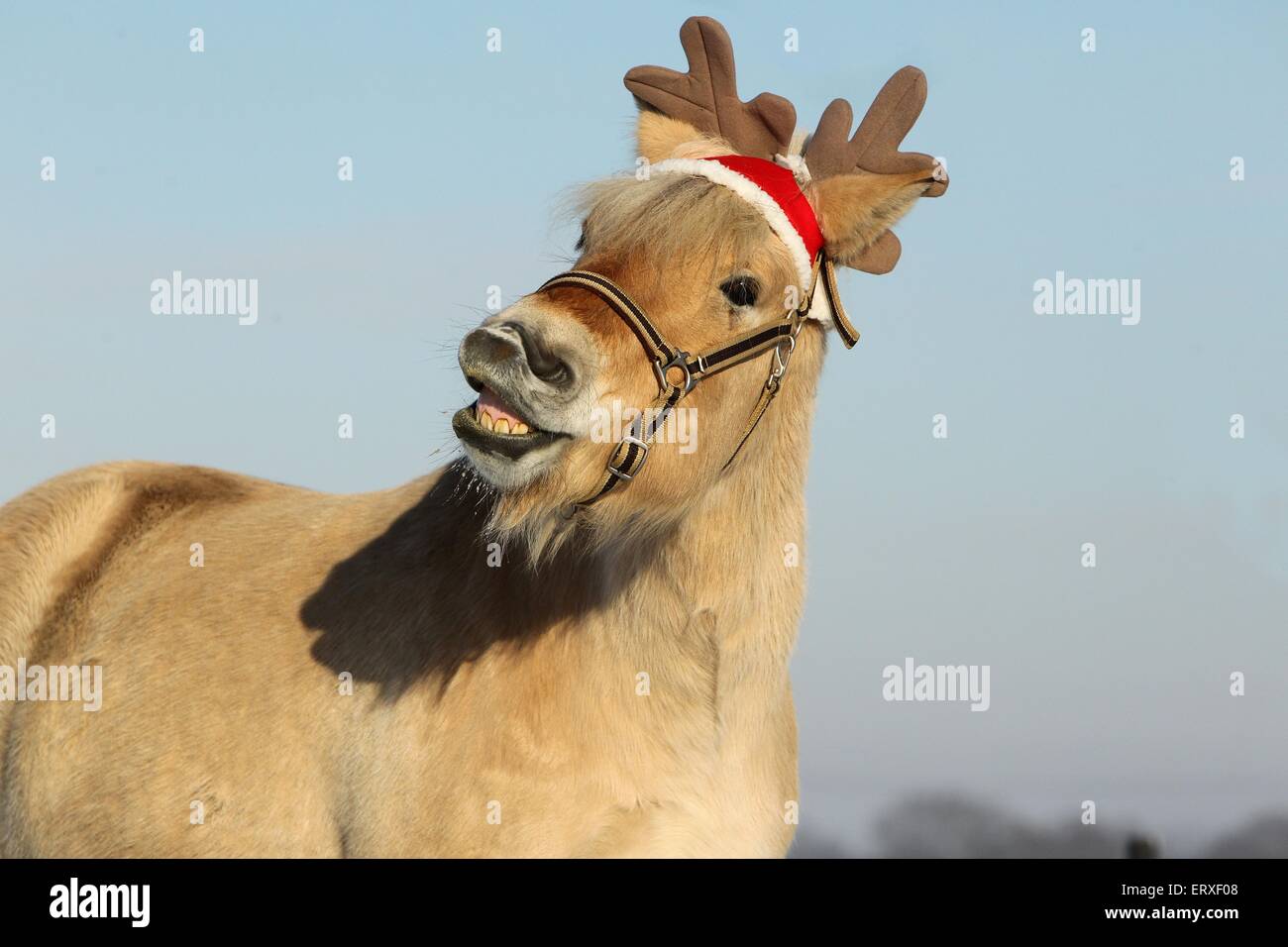 Funny Horse Christmas