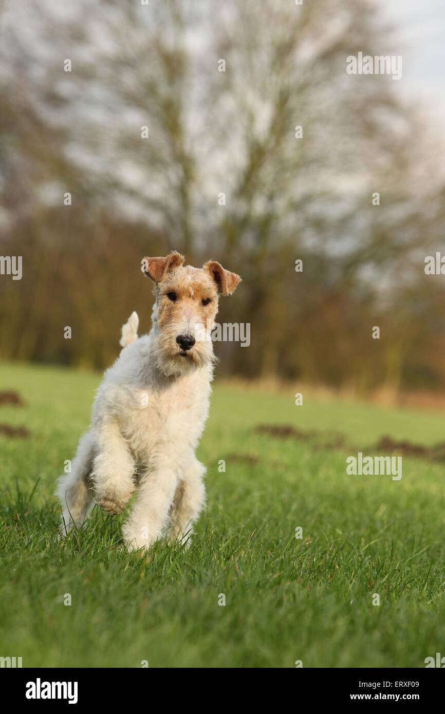 Foxterrier hi-res stock photography and images - Alamy