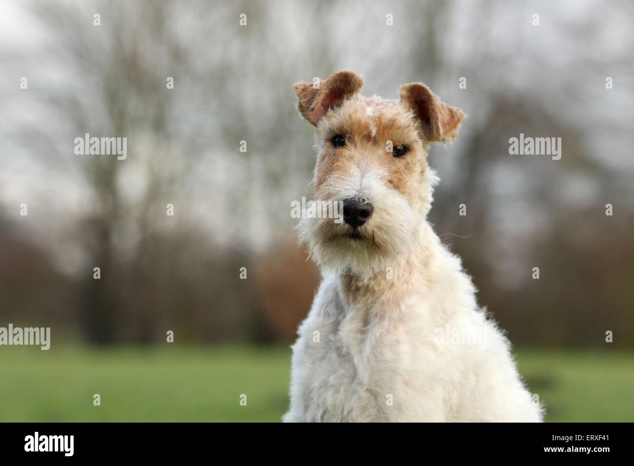 Foxterrier hi-res stock photography and images - Alamy