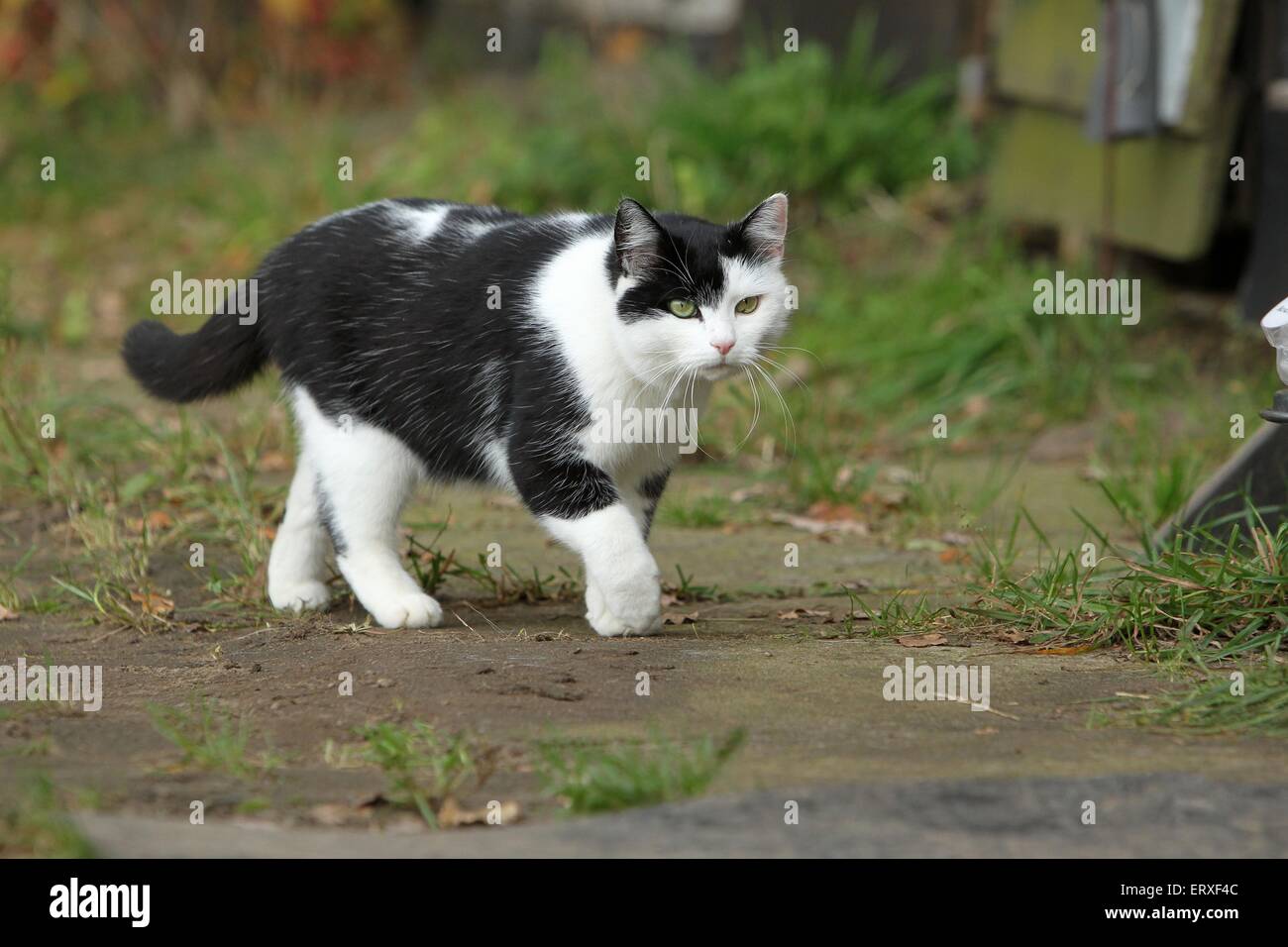 walking domestic cat Stock Photo - Alamy