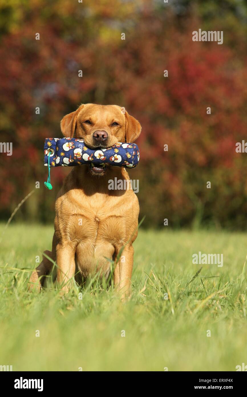 sitting Labrador Retriever Stock Photo - Alamy