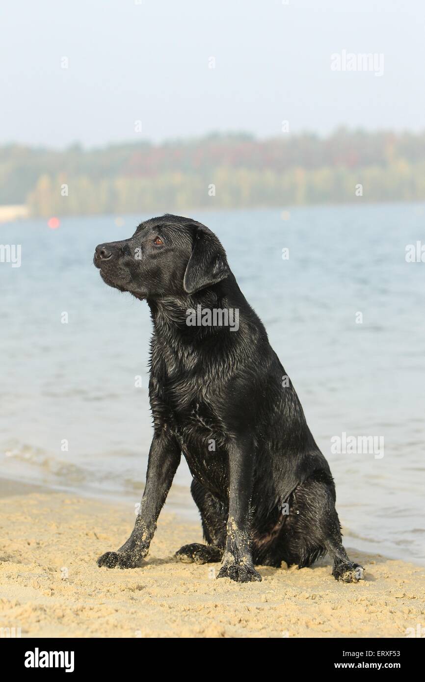 sitting Labrador Retriever Stock Photo - Alamy