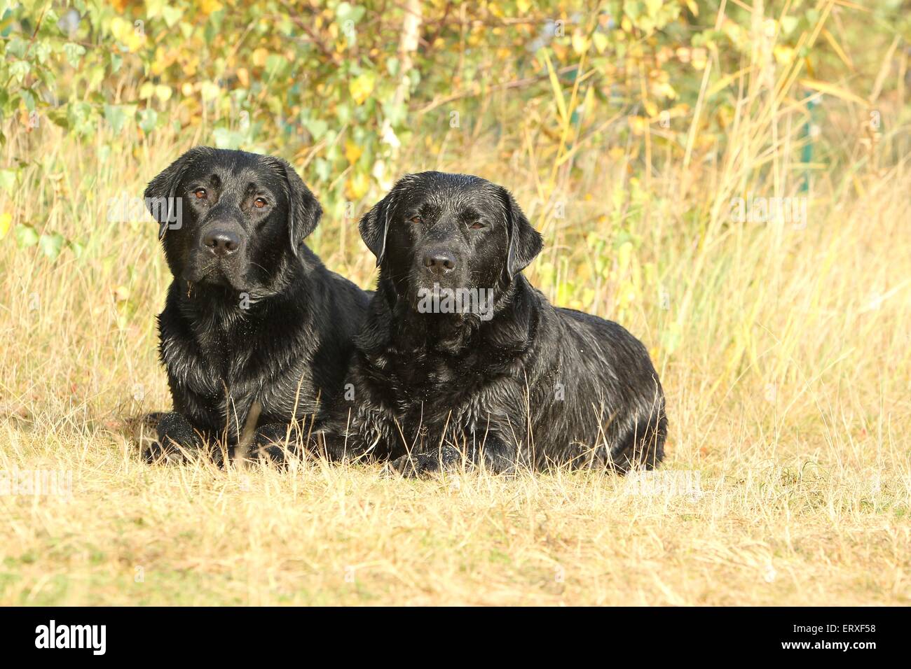 2 Labrador Retrievers Stock Photo - Alamy