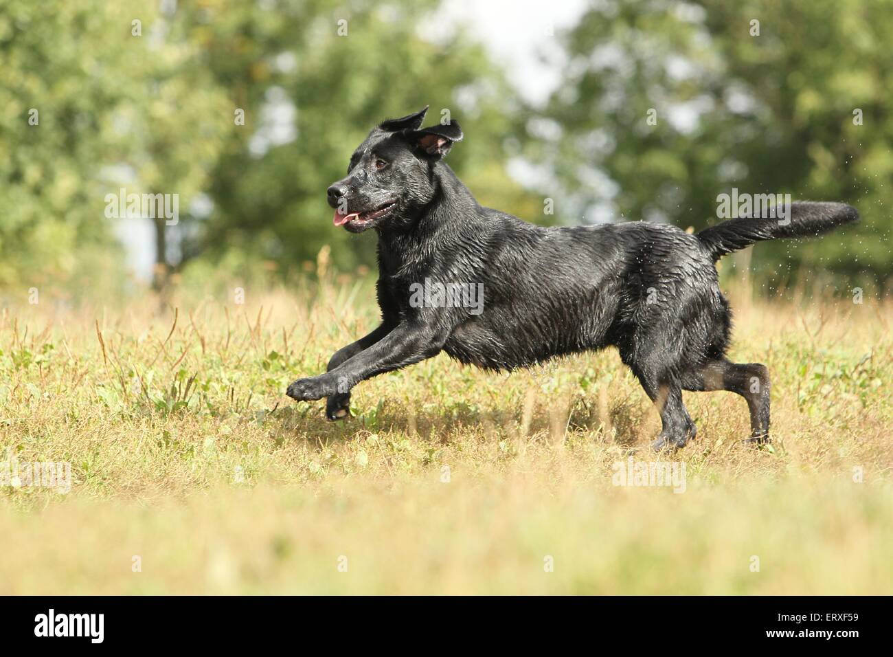 running Labrador Retriever Stock Photo - Alamy