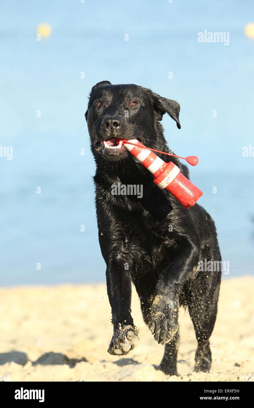 playing Labrador Retriever Stock Photo - Alamy