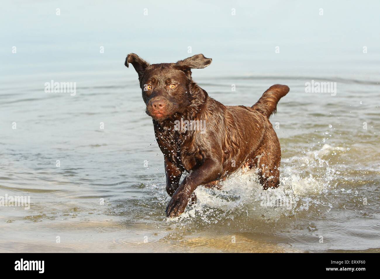 running Labrador Retriever Stock Photo - Alamy