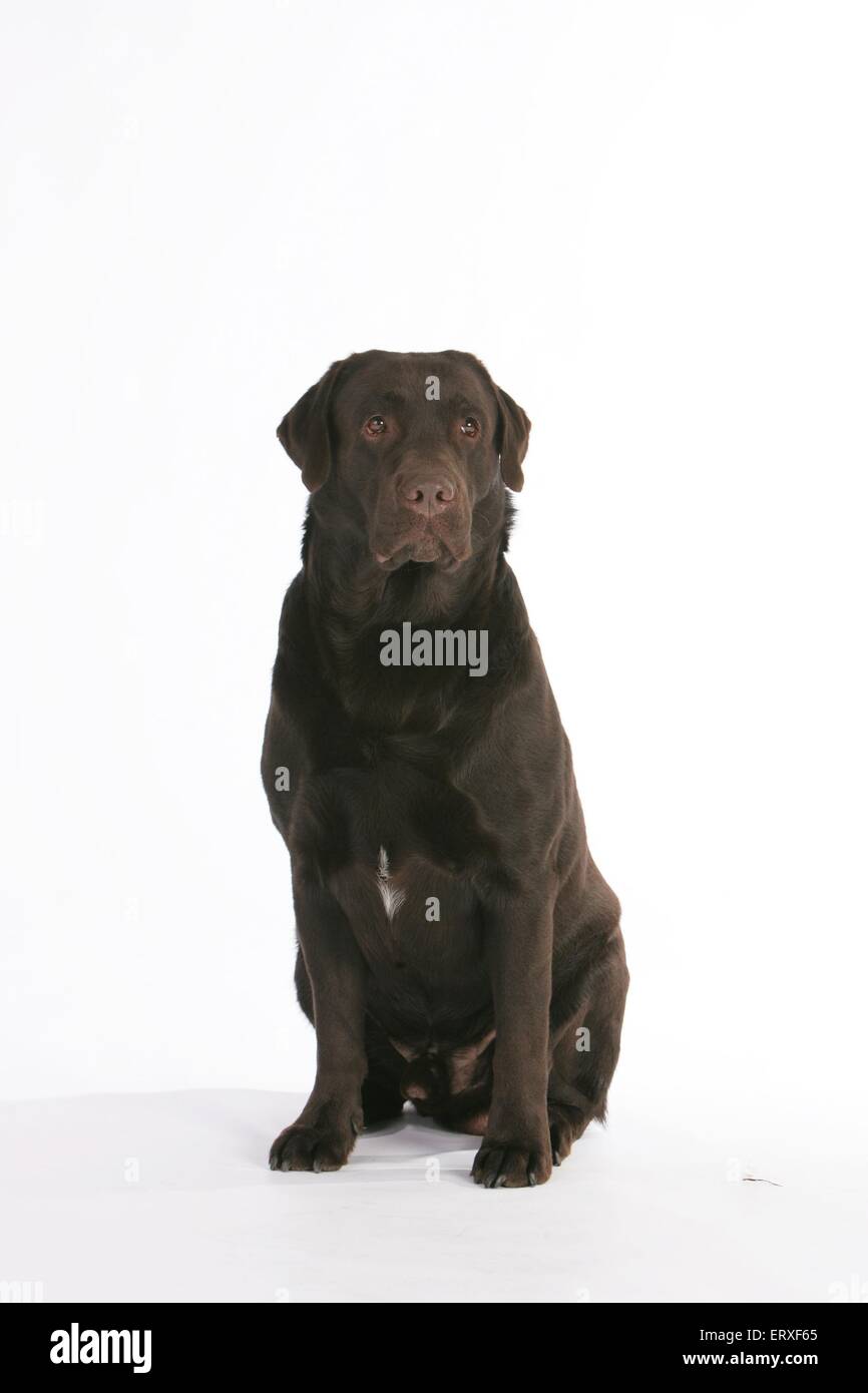 sitting Labrador Retriever Stock Photo - Alamy