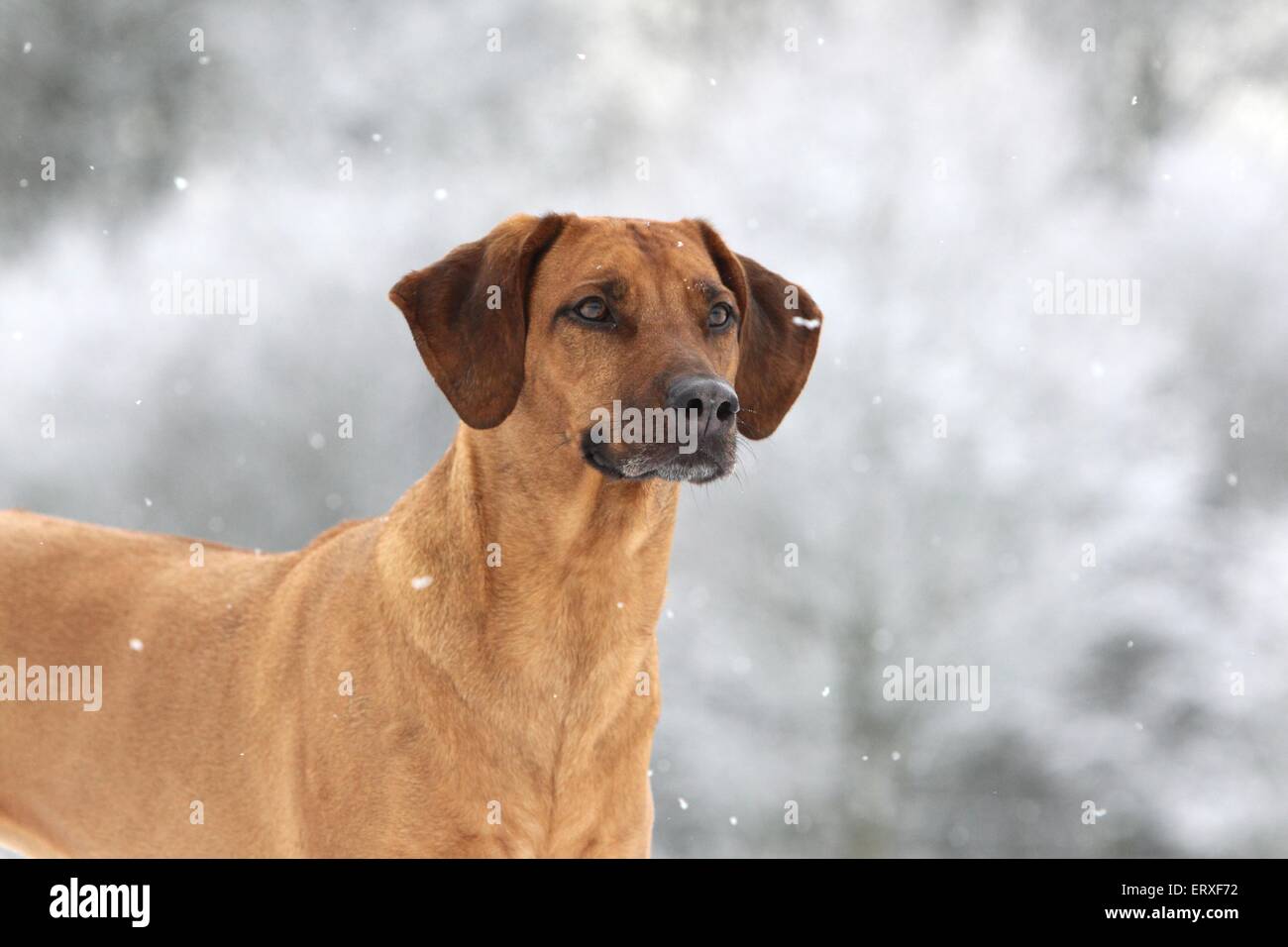 Rhodesian Ridgeback Portrait Stock Photo - Alamy