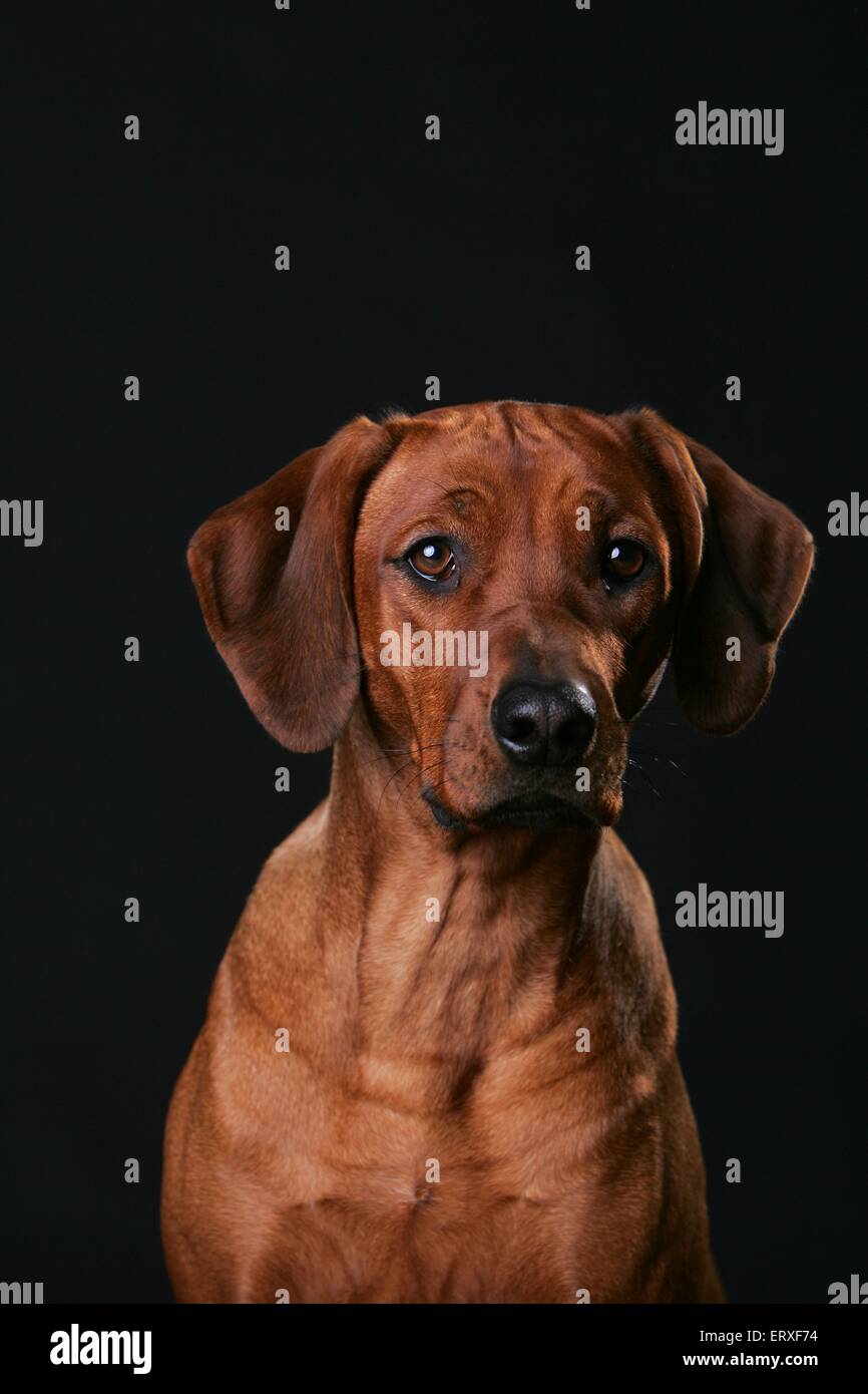 Rhodesian Ridgeback Portrait Stock Photo - Alamy