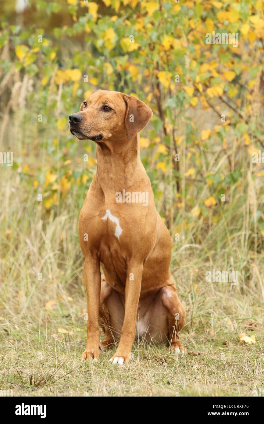 sitting Rhodesian Ridgeback Stock Photo - Alamy