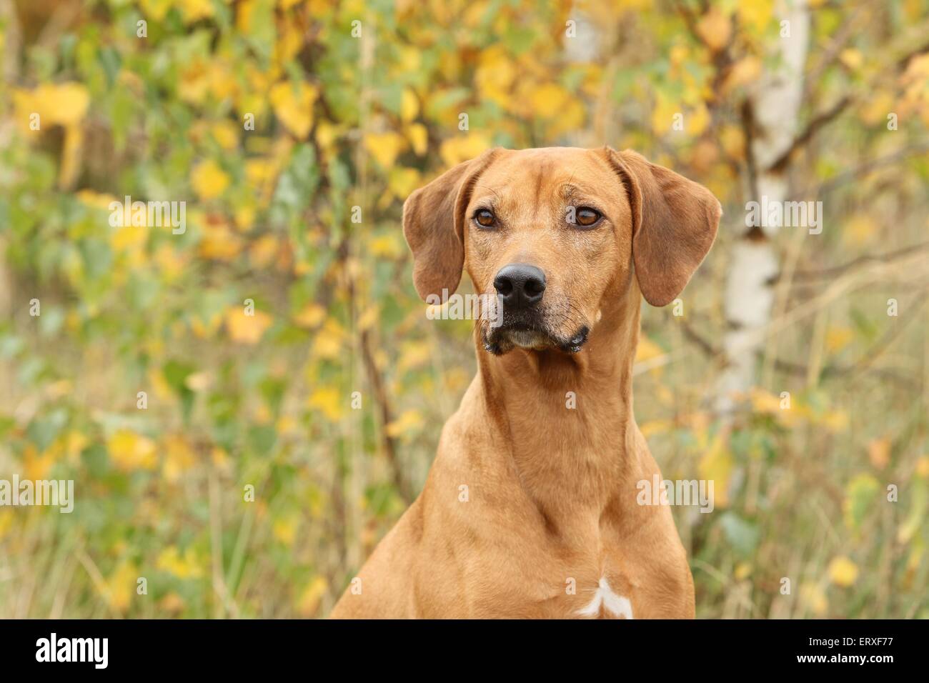 Rhodesian Ridgeback Portrait Stock Photo - Alamy
