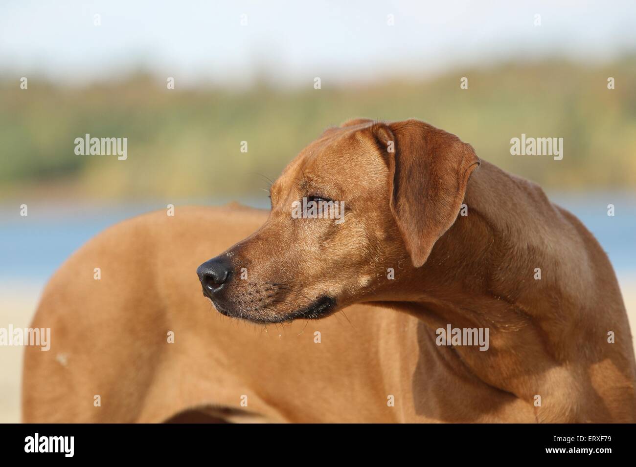 Rhodesian Ridgeback Portrait Stock Photo - Alamy