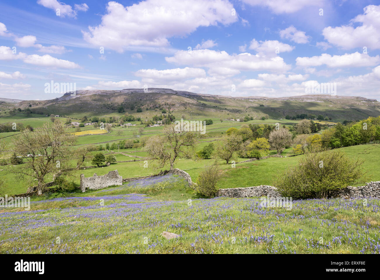 Bluebells and the Old Barn at Wharfe Wood and Maughton Moor in the ...