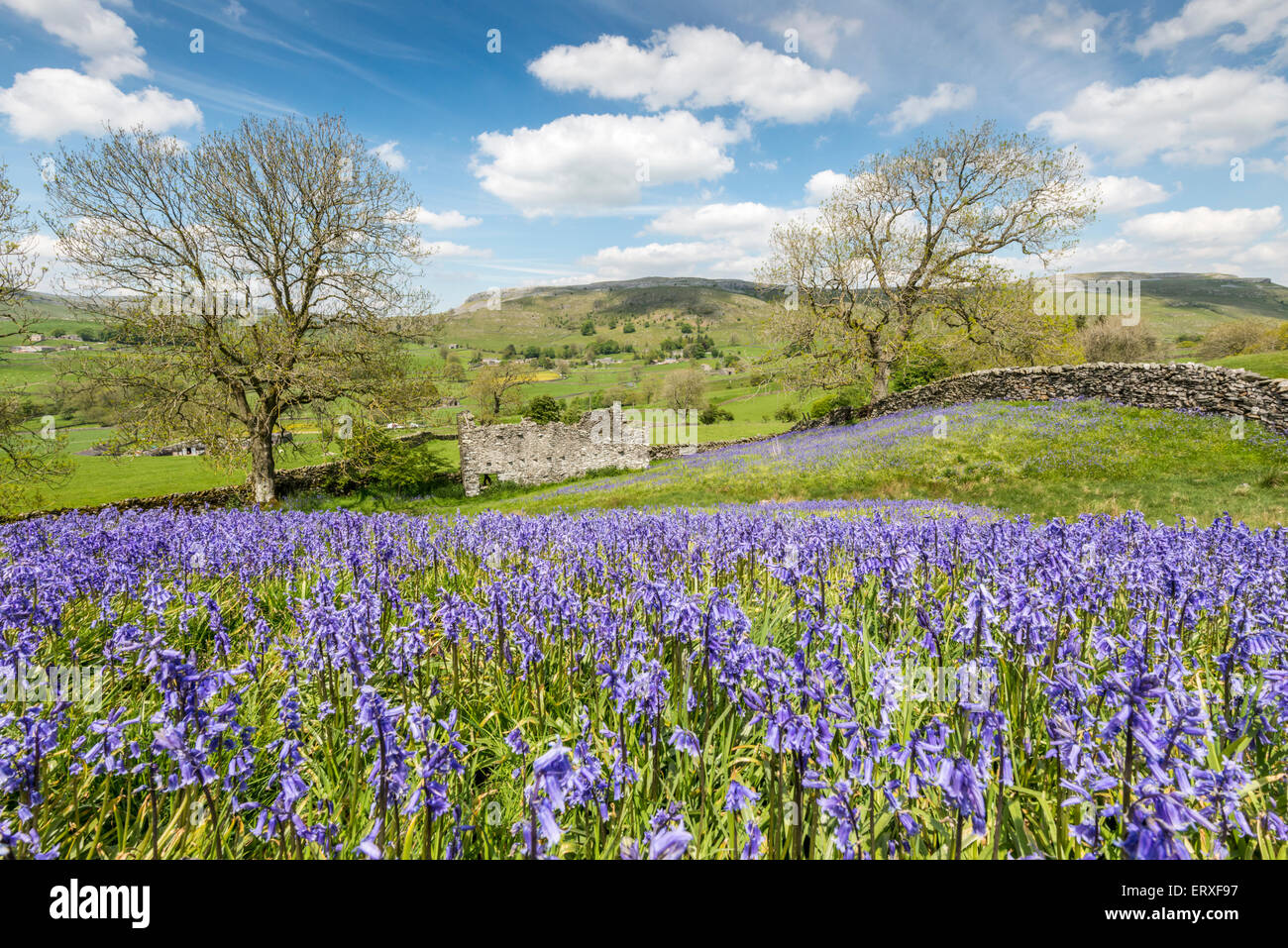 Bluebells and the Old Barn at Wharfe Wood Stock Photo - Alamy