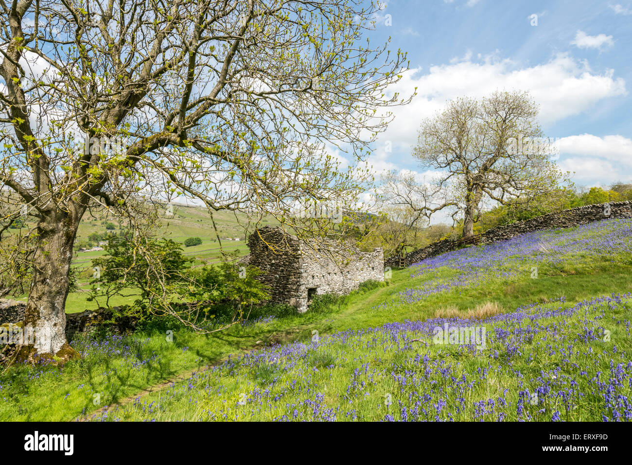 Bluebells and the Old Barn at Wharfe Wood Stock Photo - Alamy
