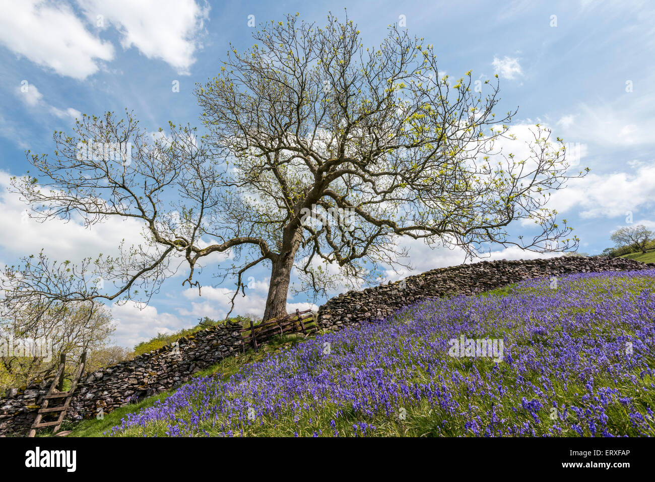 Bluebells at Wharfe Wood Stock Photo - Alamy