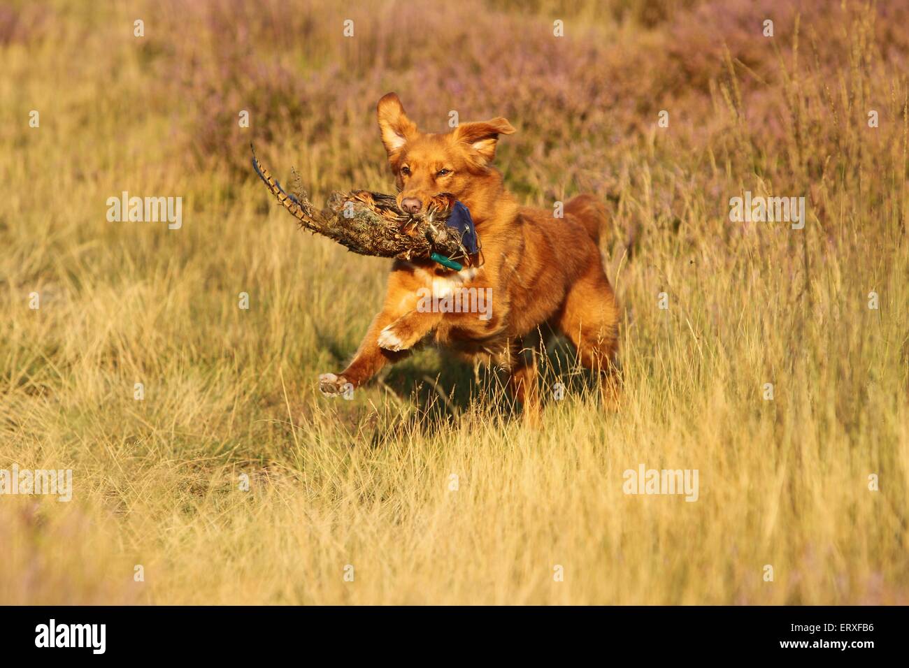 Heather nova hi-res stock photography and images - Alamy