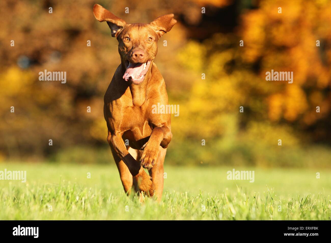 running shorthaired Magyar Vizsla Stock Photo - Alamy