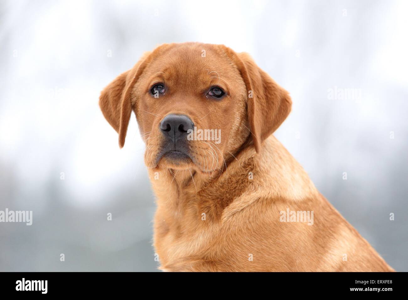 Labrador Retriever Portrait Stock Photo - Alamy