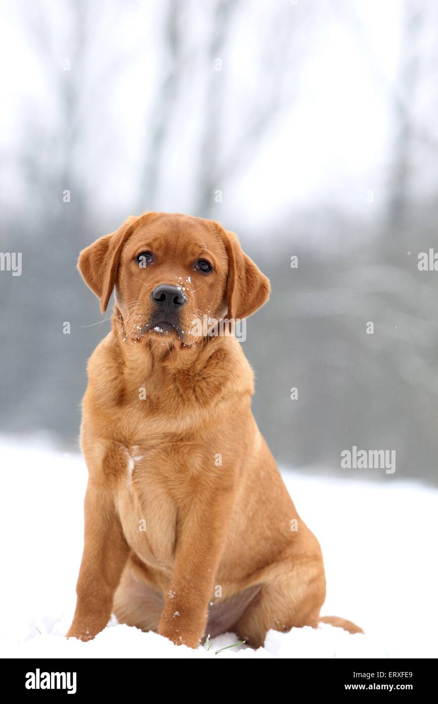sitting Labrador Retriever Stock Photo - Alamy