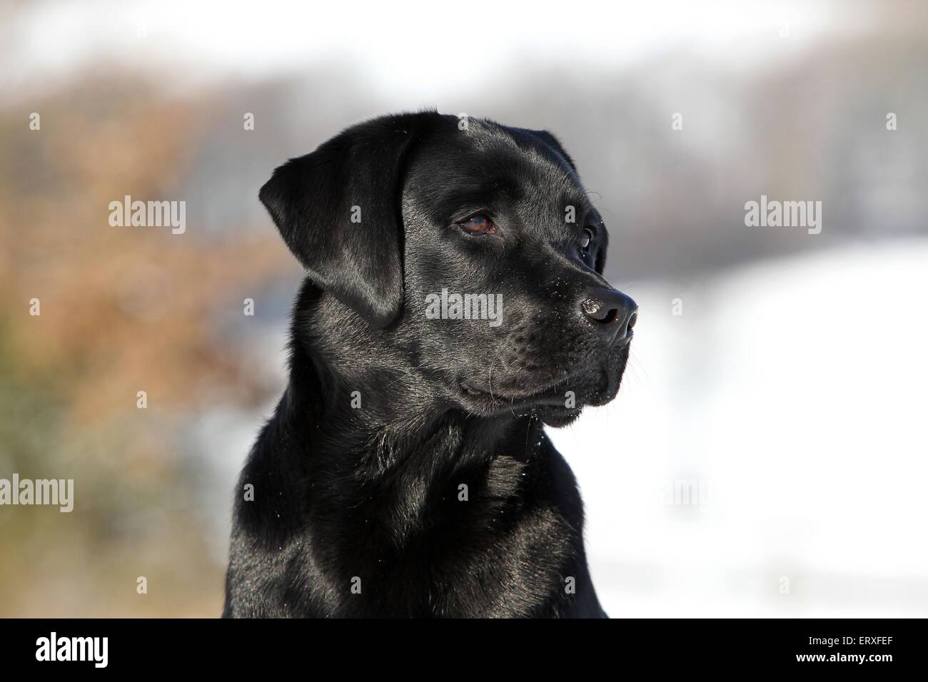 Labrador Retriever Portrait Stock Photo - Alamy